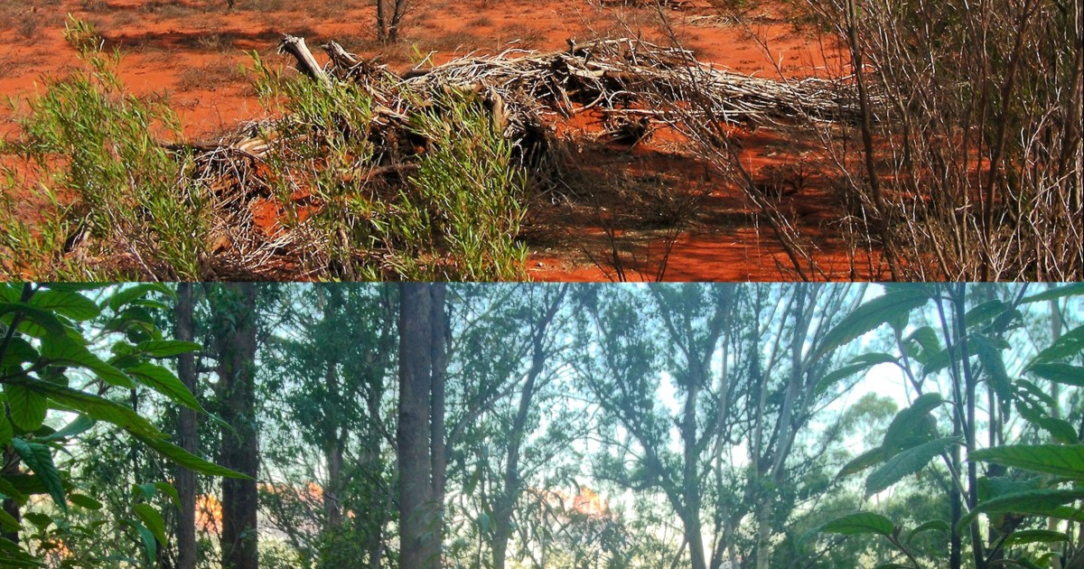 Australian habitats | Okinawa Institute of Science and Technology ...