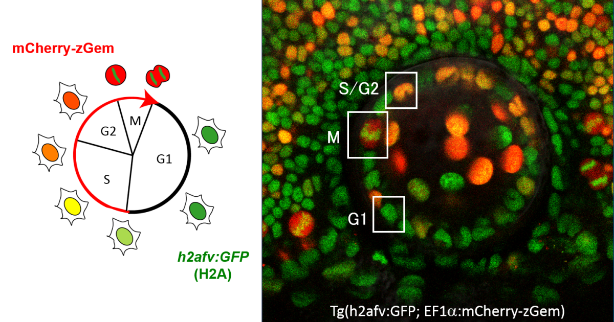 Transgenic zebrafish cells expressing mCherry-zGem and GFP-histones ...