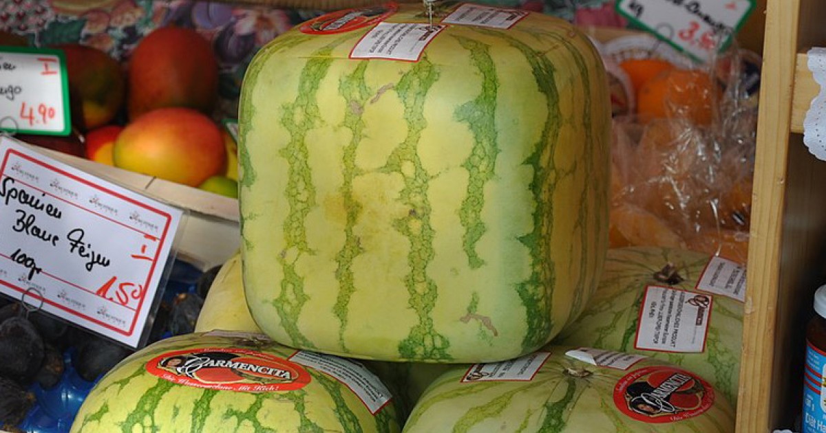 Watermelon Cubes | Okinawa Institute of Science and Technology OIST