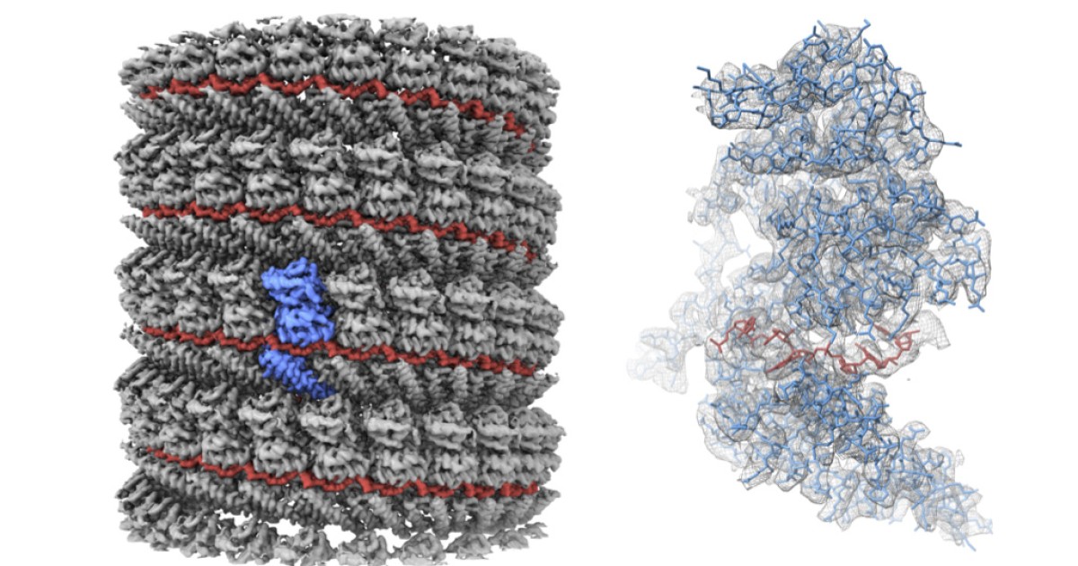 Structure of the Ebola virus NP-RNA complex | Okinawa Institute of ...