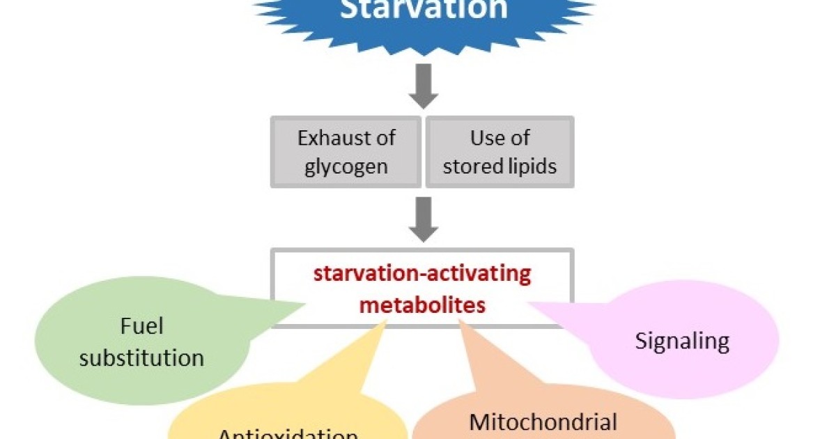 Effects of Starvation on the Body | Okinawa Institute of Science and ...