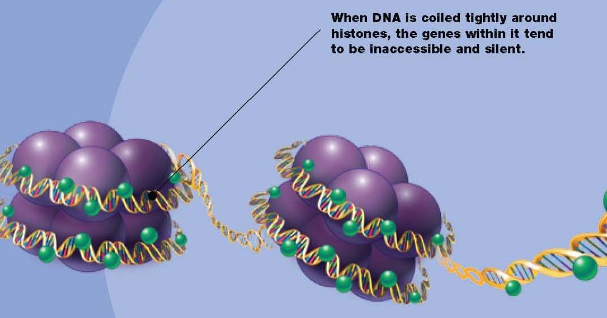 Histones Spooling DNA | Okinawa Institute of Science and Technology OIST