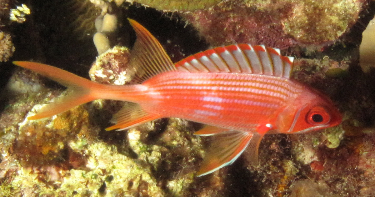 Squirrelfish (Holocentrus rufus) is a nocturnal reef dwelling fish ...