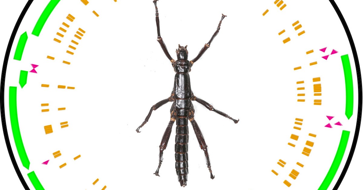 Mitochondrial genetic variation between stick insects from Lord Howe ...