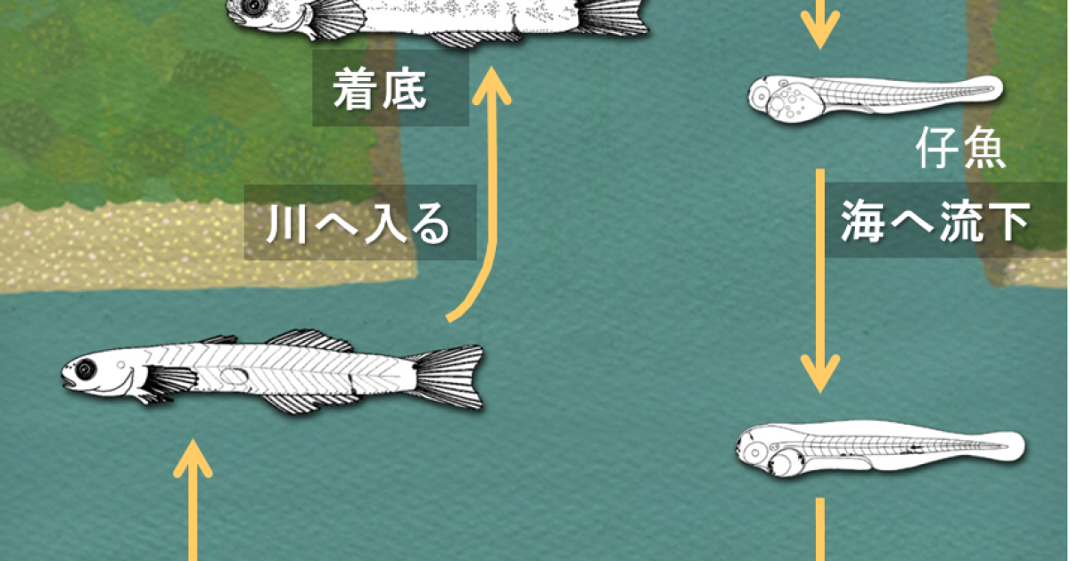 Life cycle of sicydiine goby | Okinawa Institute of Science and ...