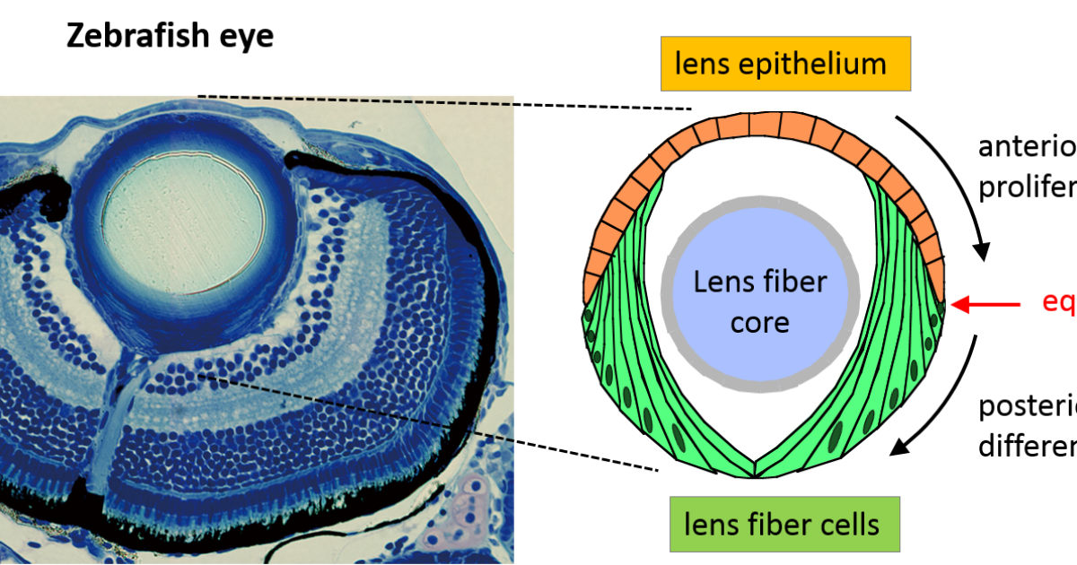 Diagram of the zebrafish eye | Okinawa Institute of Science and ...