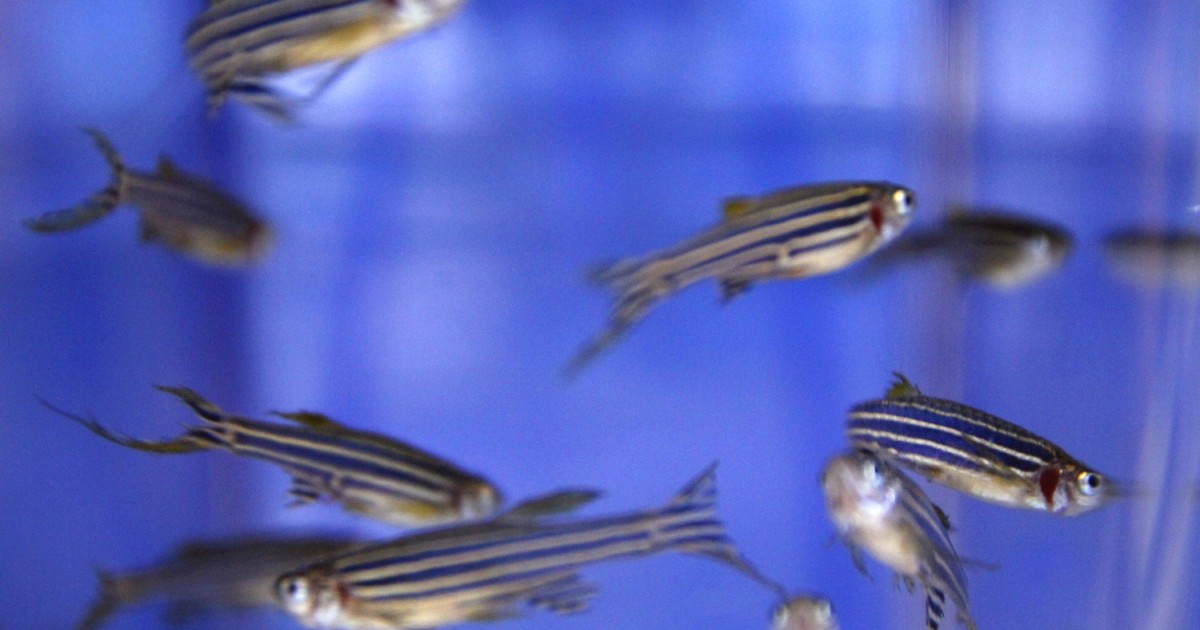 Zebrafish (Danio rerio) | Okinawa Institute of Science and Technology OIST