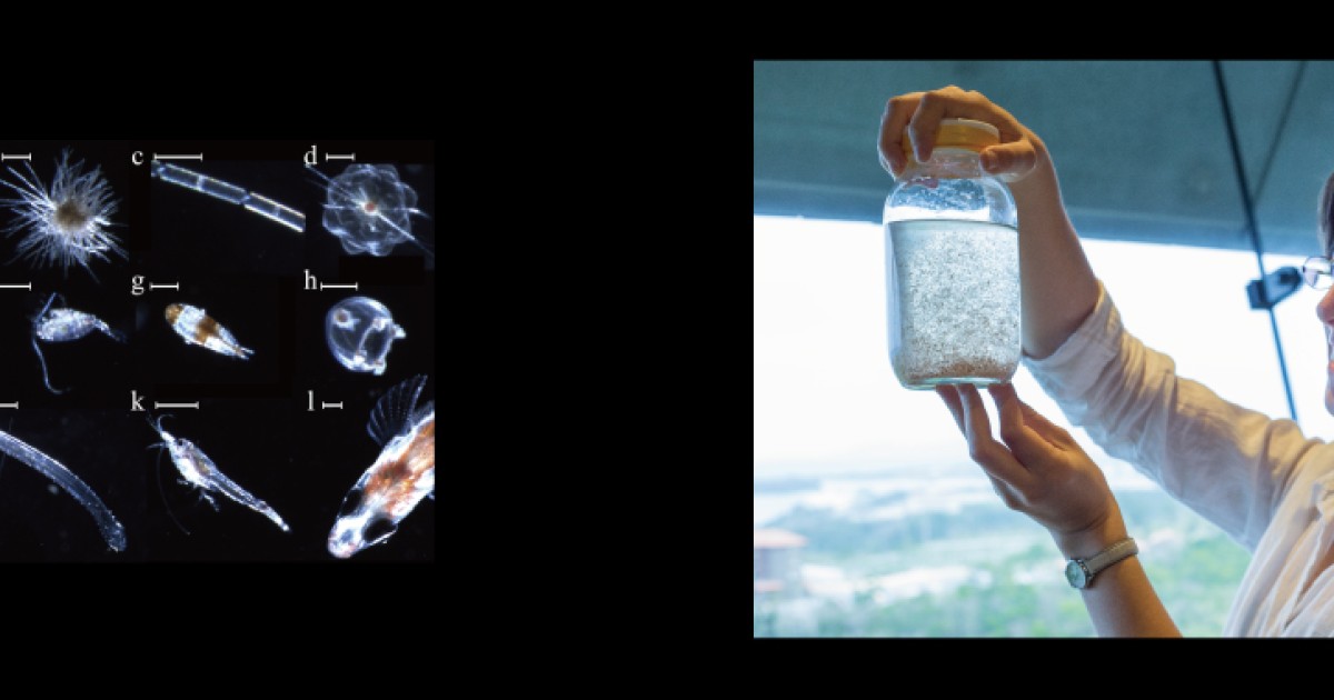 plankton figure.png | Okinawa Institute of Science and Technology OIST